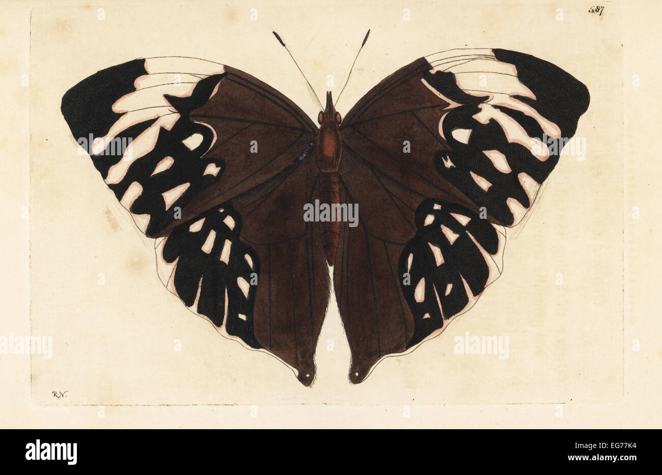 Giant saturn butterfly hi-res stock photography and images - Alamy