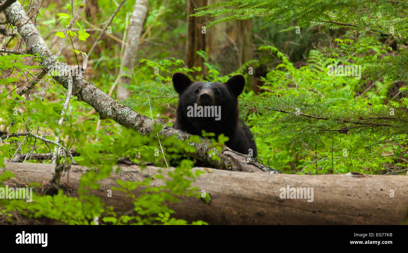 Don't approach bears! - Black bear in Glacier National Park, MT Stock ...