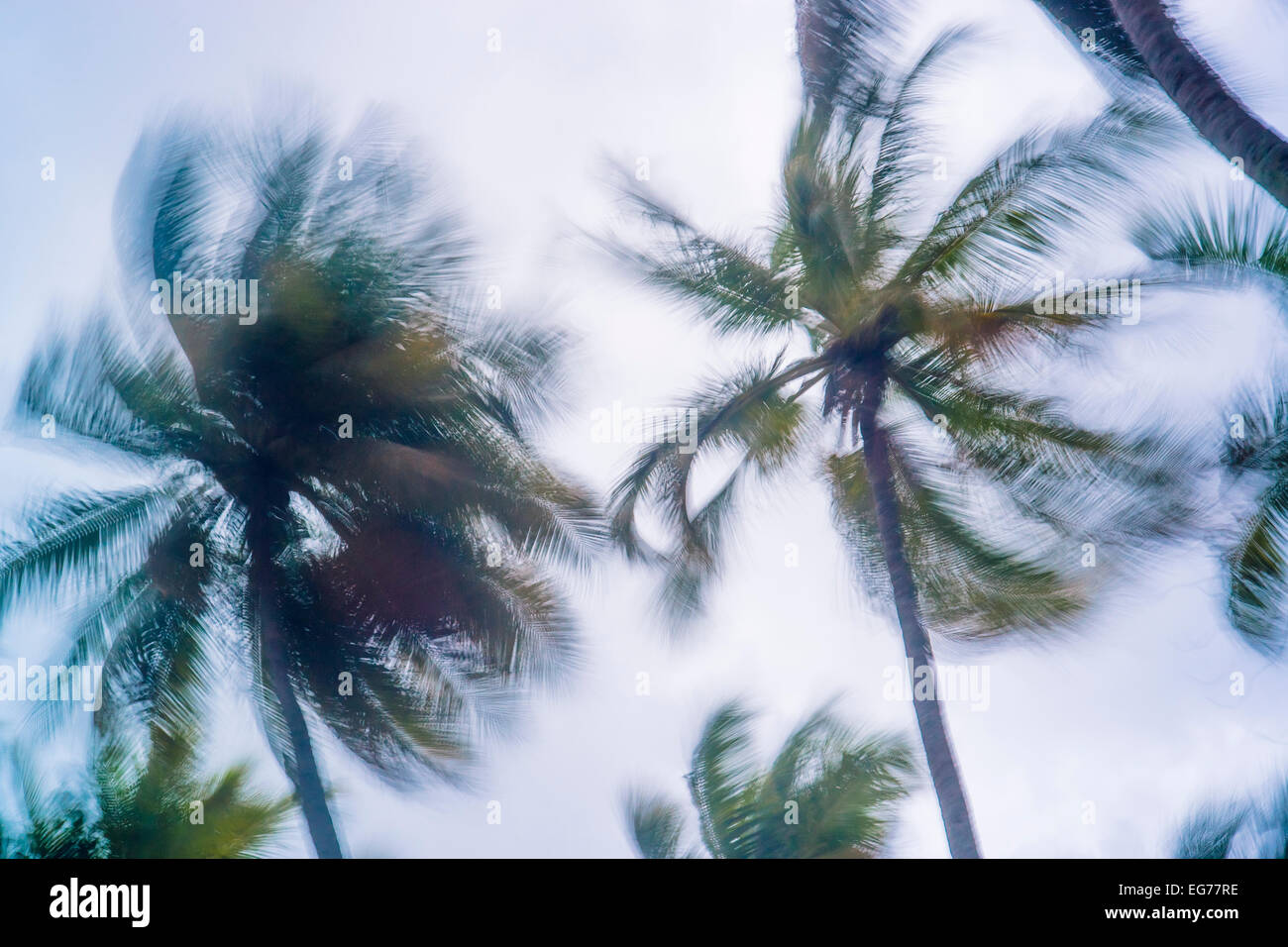 Maledives, Ari Atoll, view to palm tree tops at storm Stock Photo - Alamy