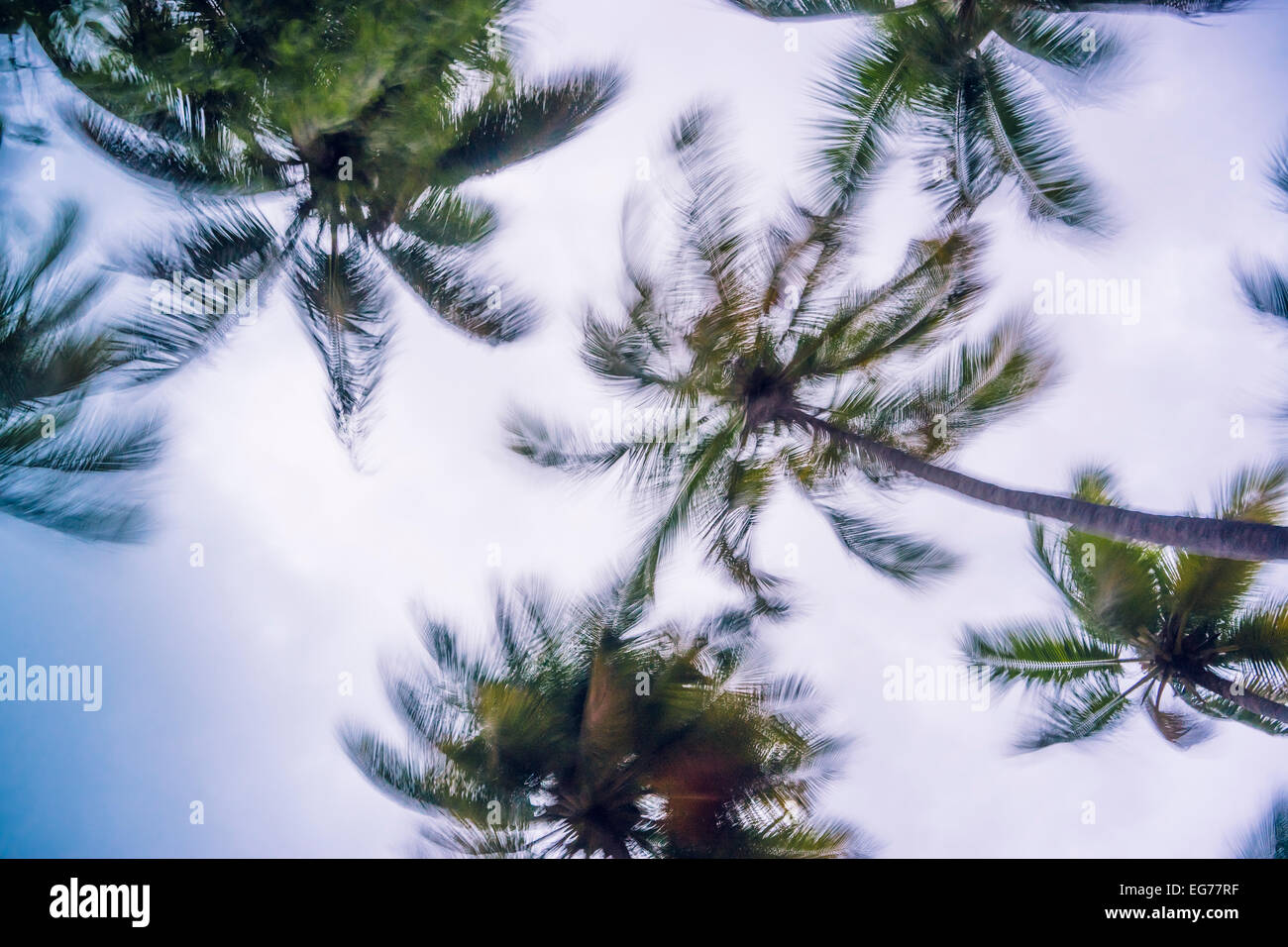 Maledives, Ari Atoll, view to palm tree tops at storm Stock Photo - Alamy