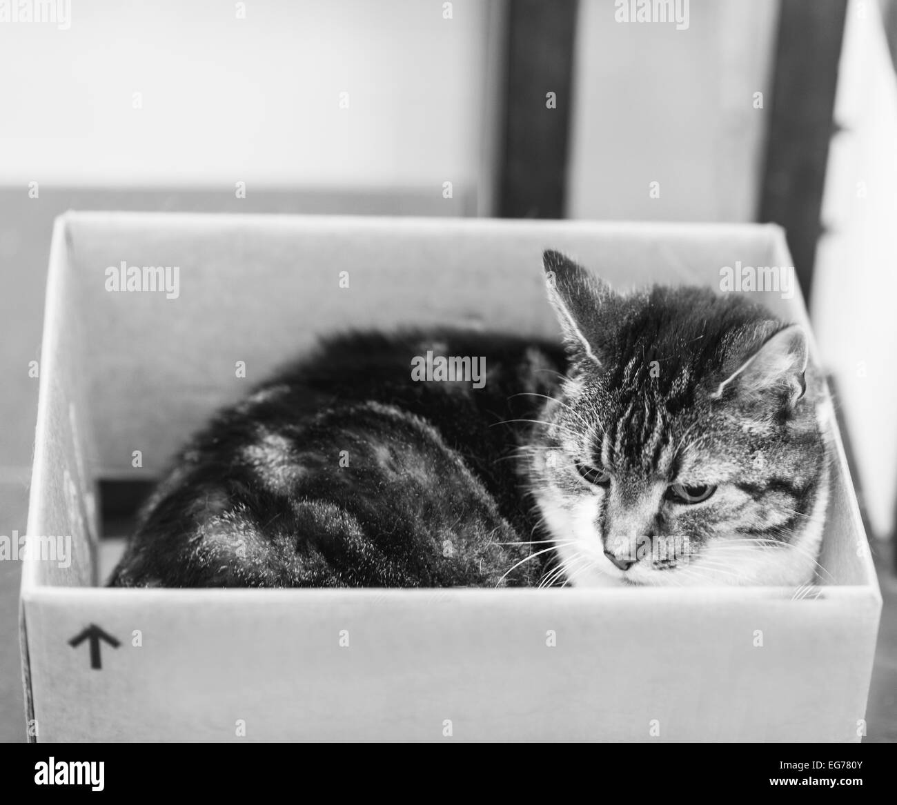 Tabby cat inside cardboard box Stock Photo - Alamy