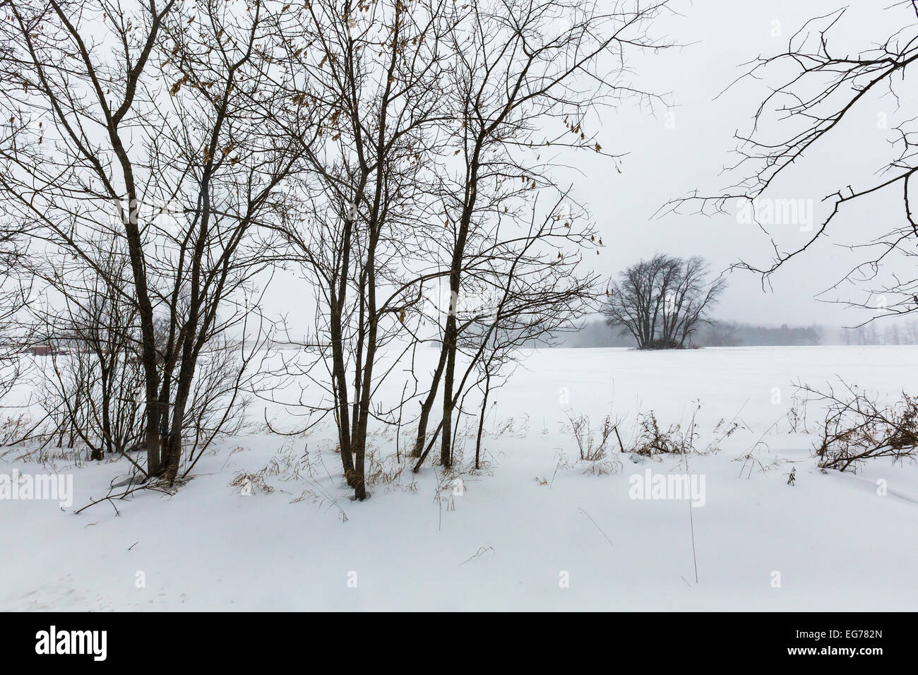 Trees along a snowy country road in the rural farm landscape of central ...