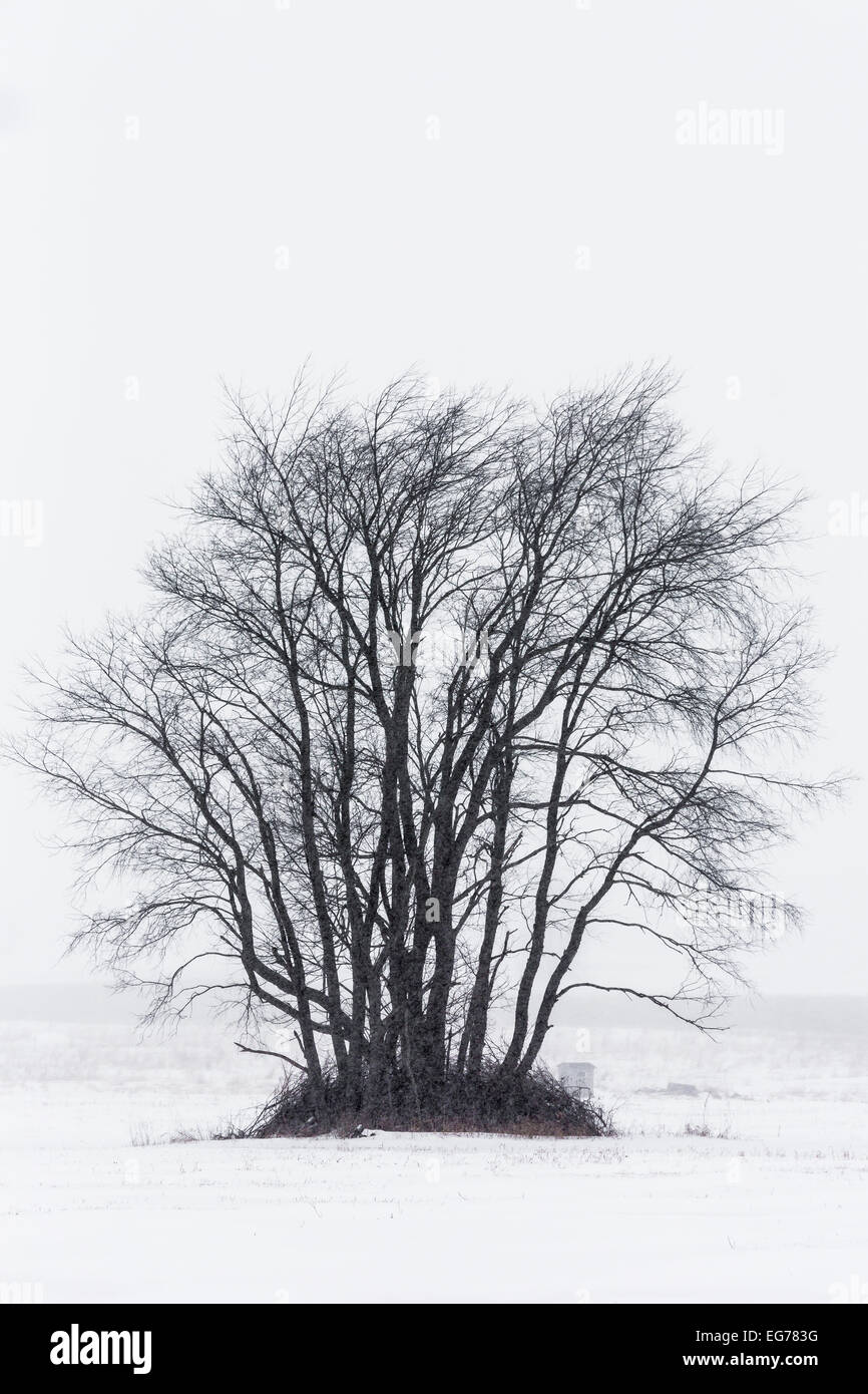 Windy trees blowing hi-res stock photography and images - Alamy