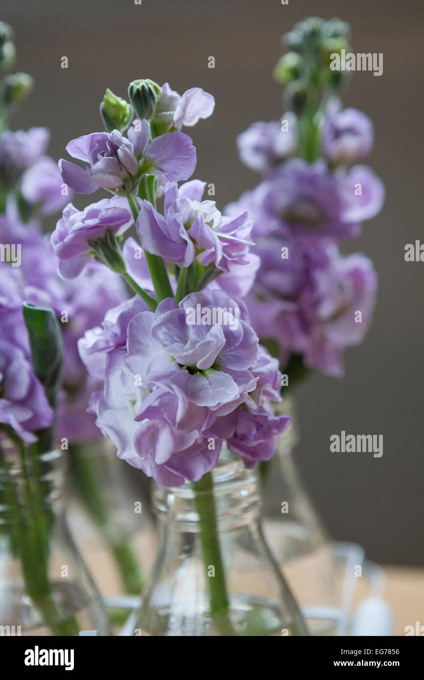 Matthiola incana hi-res stock photography and images - Alamy