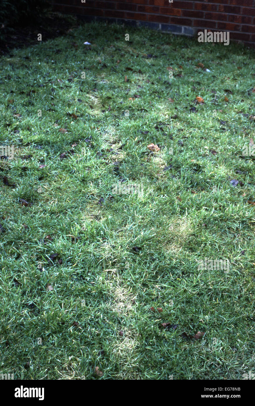 Lawn damage - grass death due to walking across it when frozen ...
