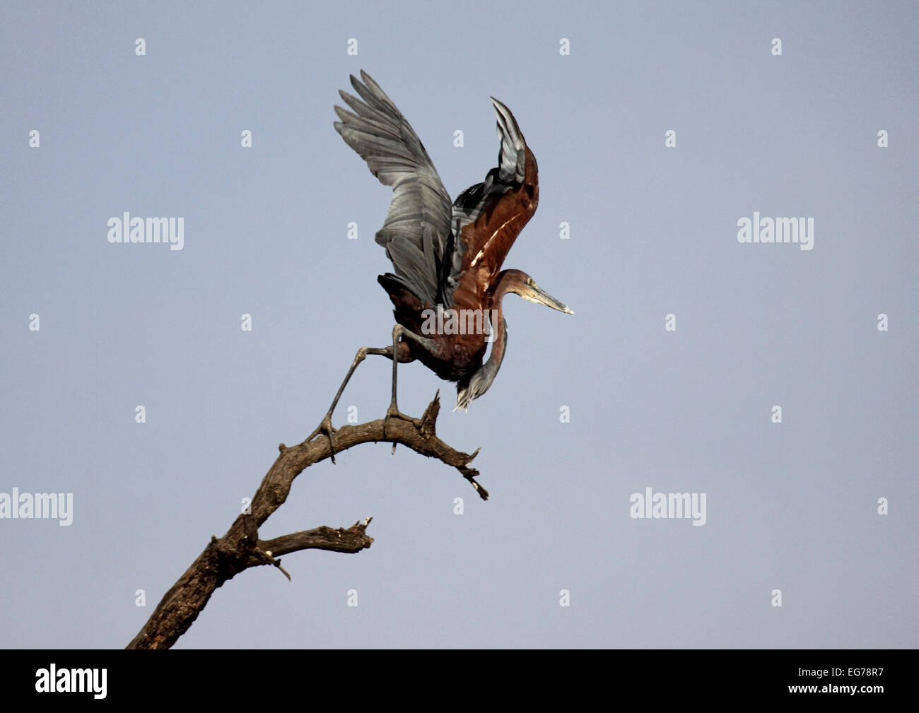 Goliath Heron Flight High Resolution Stock Photography and Images - Alamy