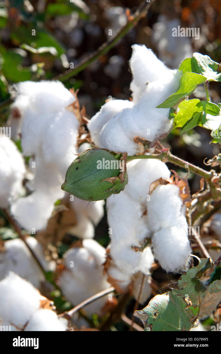 Phoenix cotton hi-res stock photography and images - Alamy