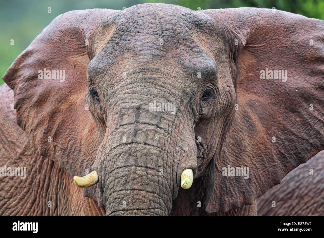 Amakhala game reserve elephant hi-res stock photography and images - Alamy