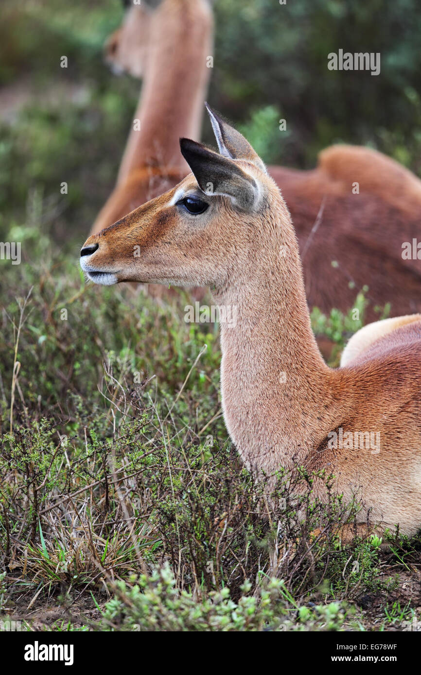 Impala (Aepyceros melampus) in the Amakhala Game Reserve, Eastern Cape ...