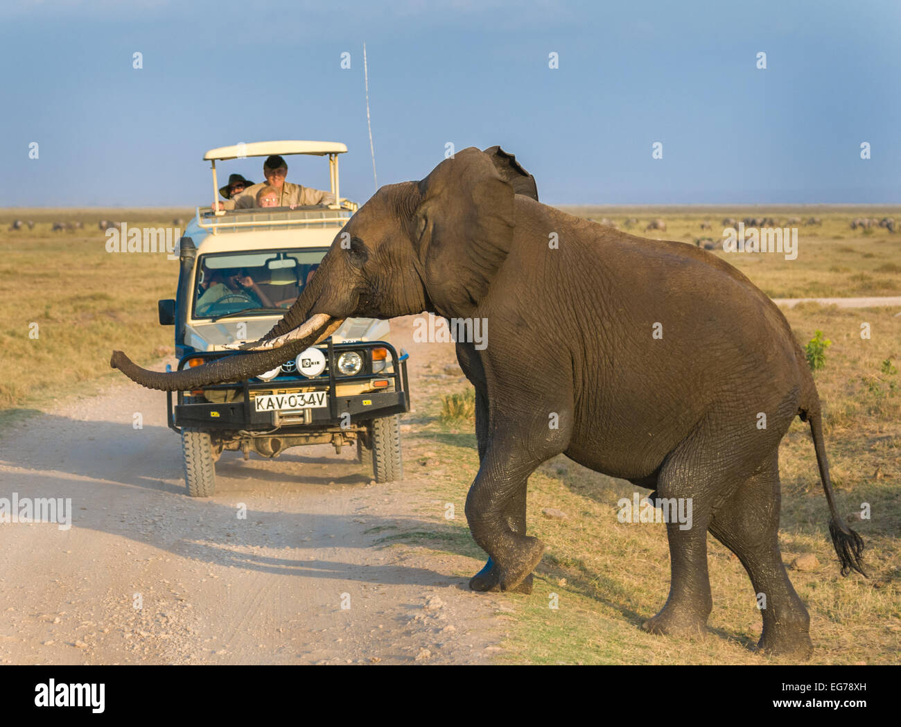 AMBOSELI, KENYA - September, 18, 2008: Elephant safari in Amboseli ...
