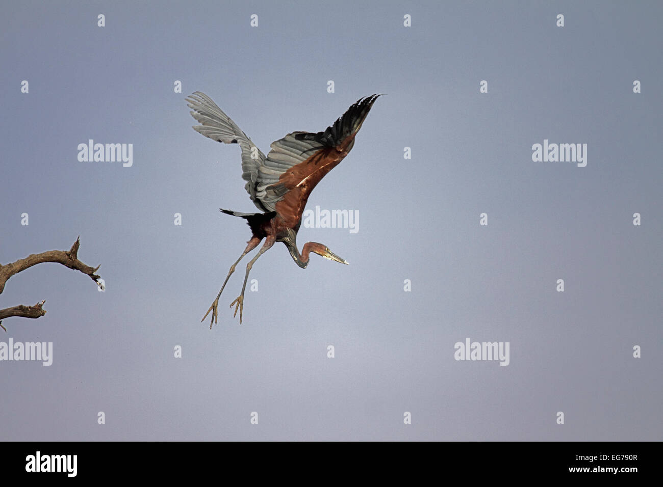 Goliath heron taking off from perch in the Mangroves on the River ...