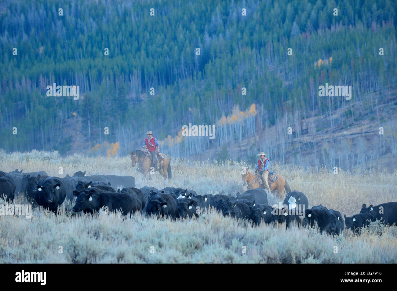 Cowgirl herding cattle hi-res stock photography and images - Alamy