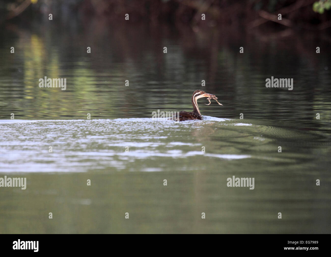 African finfoot with frog in mouth at edge of River Gambia in Senegal ...