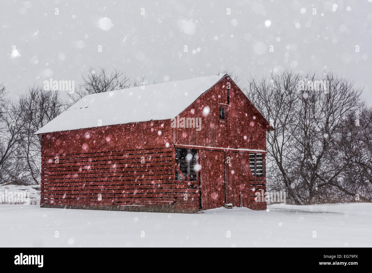 Red barn buildings in falling snow in the rural farm landscape of ...