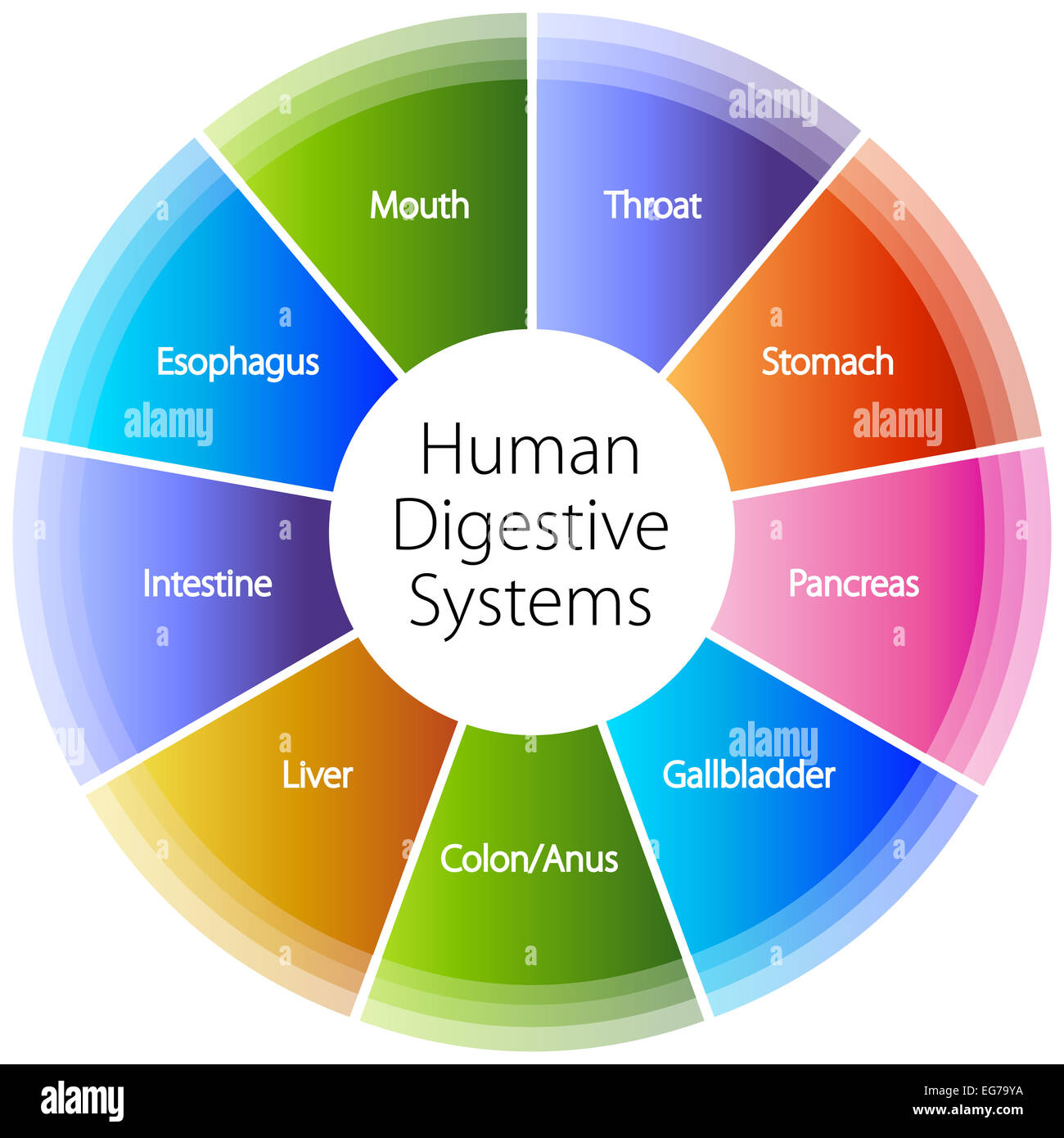 An image of a human digestive systems Stock Photo - Alamy
