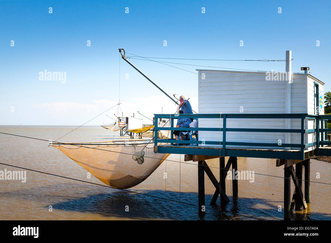 Man using net to remove catch from carrelet net on traditional fishing ...