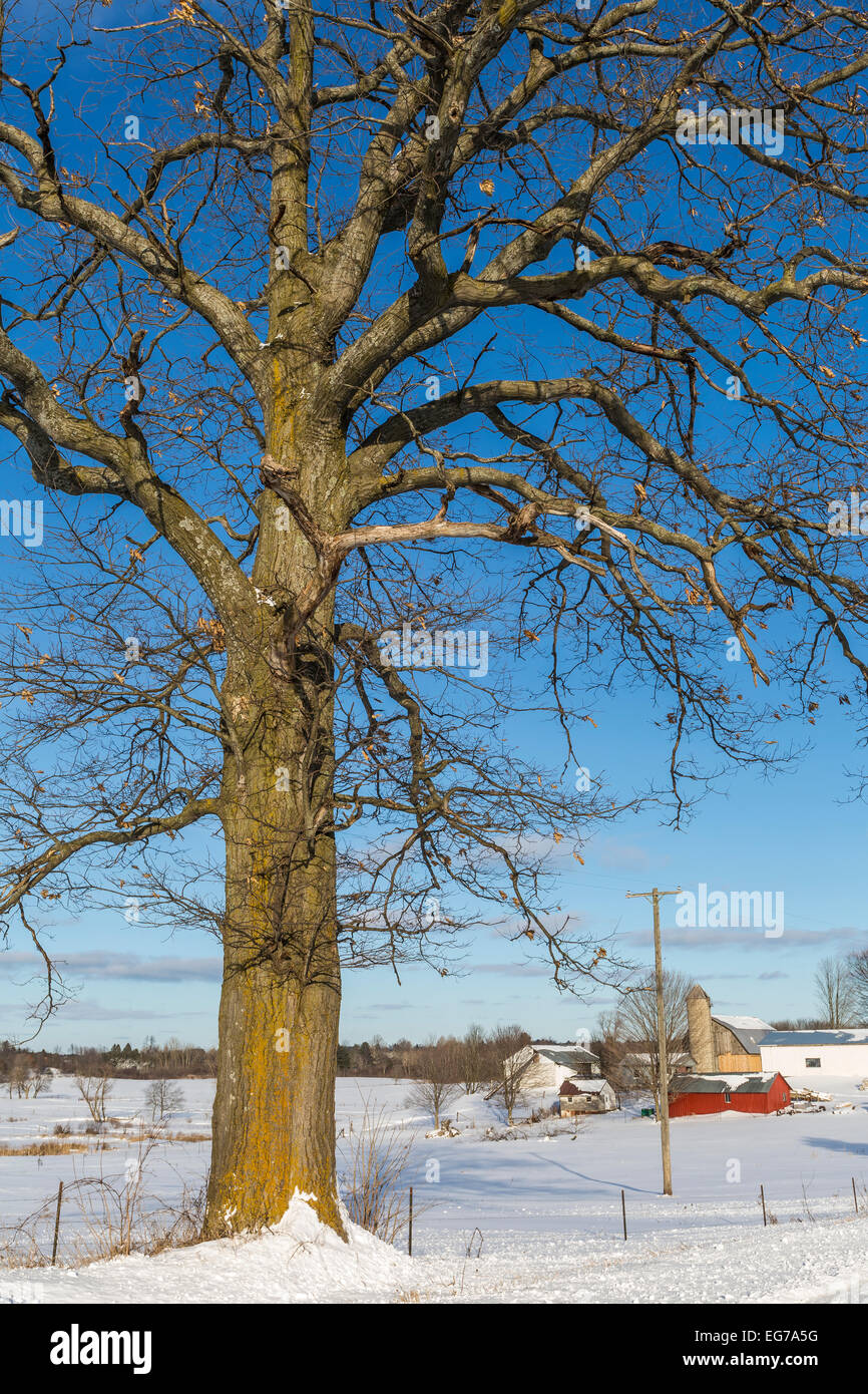 Bare branches of a White Oak, Quercus alba, with Amish barns in the ...
