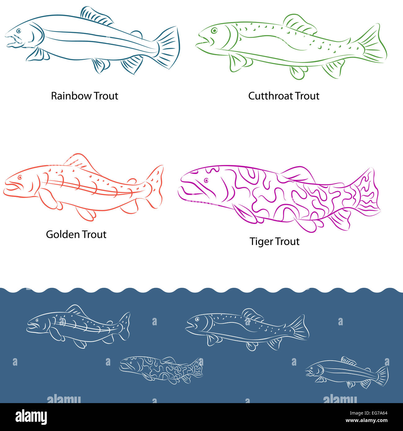 An image of a types of trout Stock Photo - Alamy