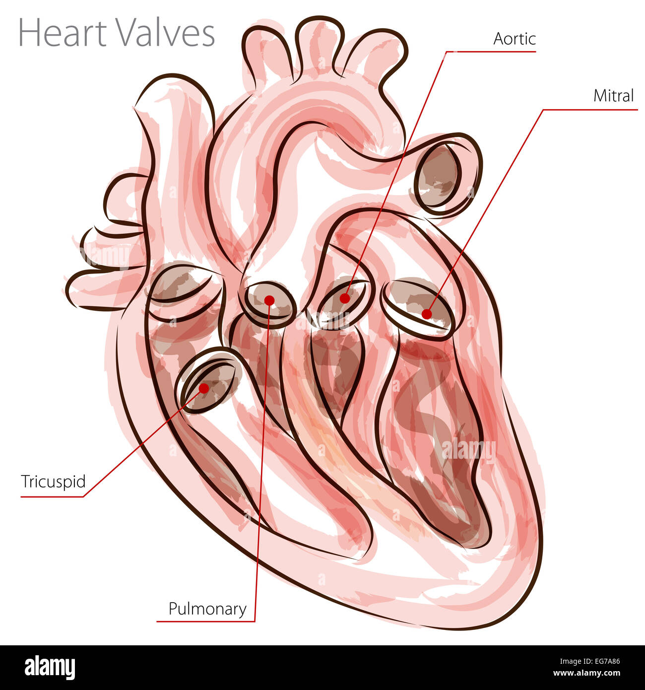 An image of a heart valves watercolor chart Stock Photo - Alamy