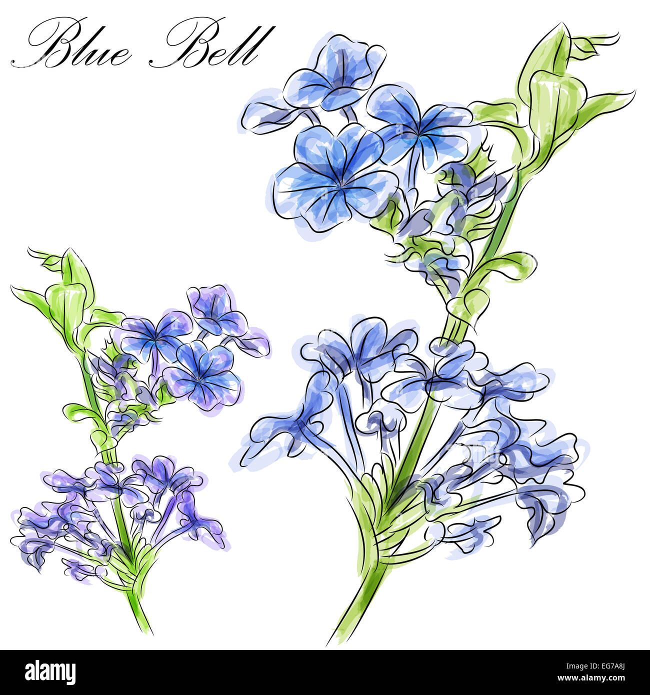 An image of a watercolor blue bell flower stem Stock Photo - Alamy