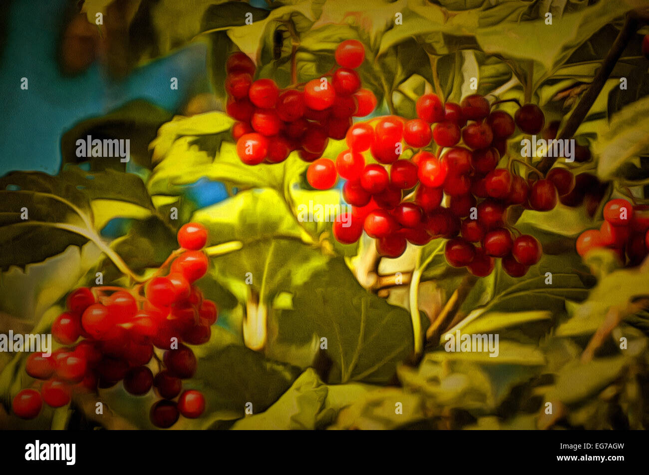 Graphics Red Snowball Tree High Resolution Stock Photography and Images ...