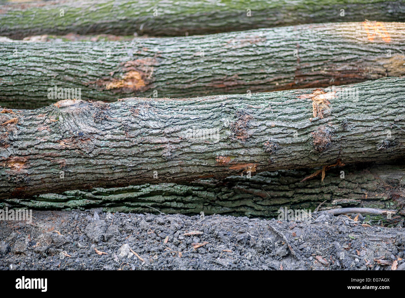 Felled common oak trunks Stock Photo - Alamy