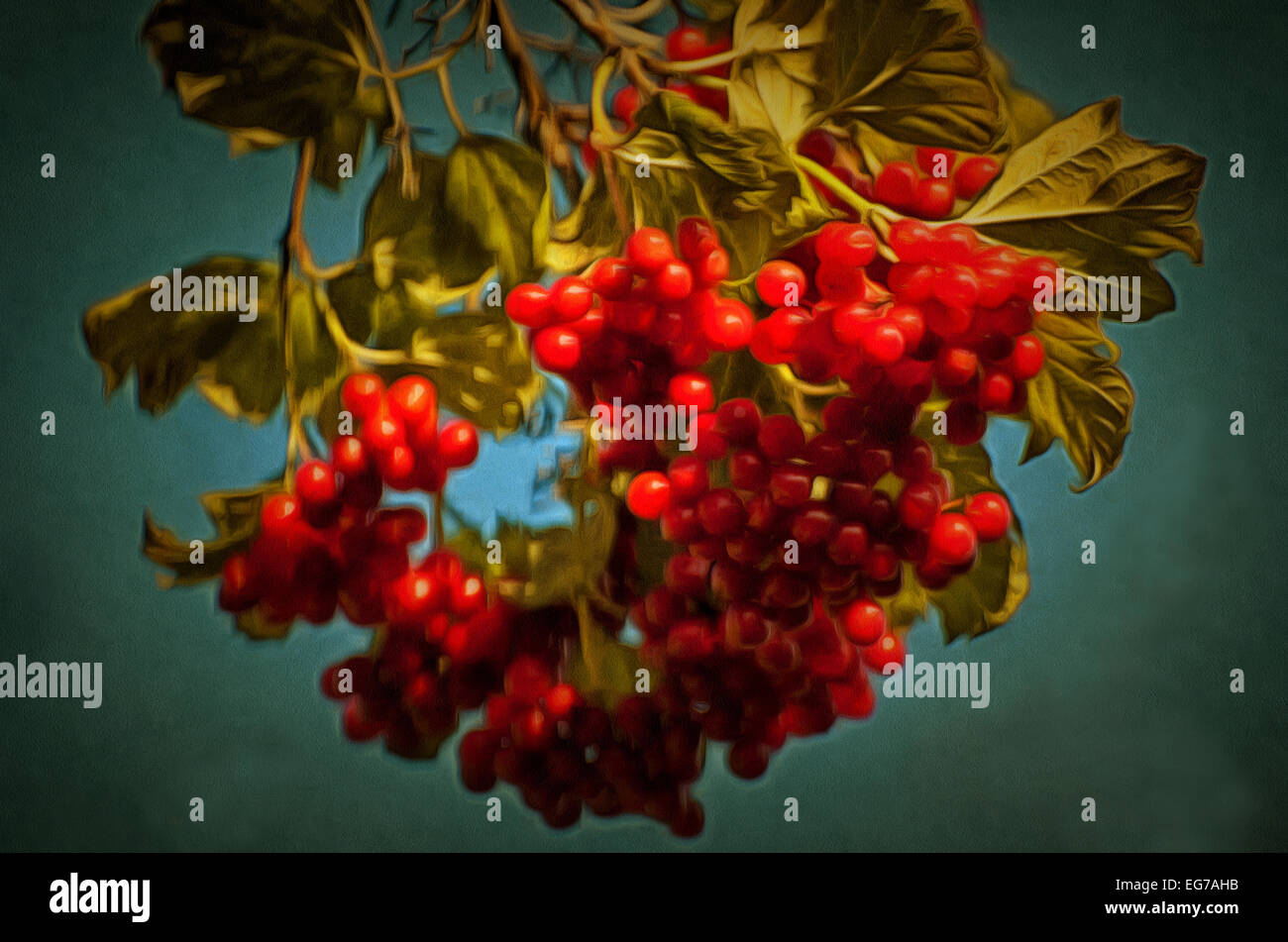 Graphics Red Snowball Tree High Resolution Stock Photography and Images ...
