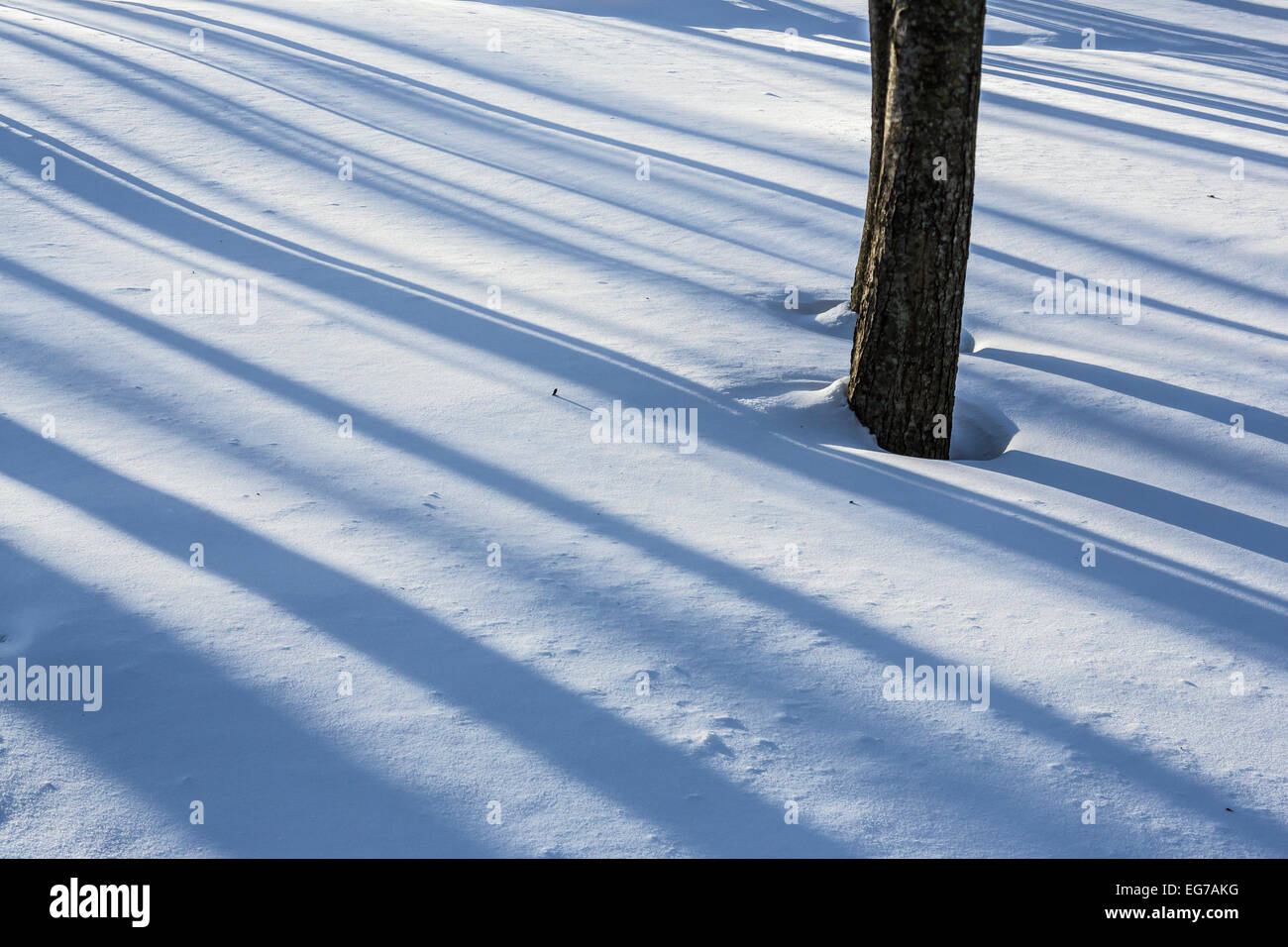 Tree shadows blue with the scattered light of a clear blue winter sky ...