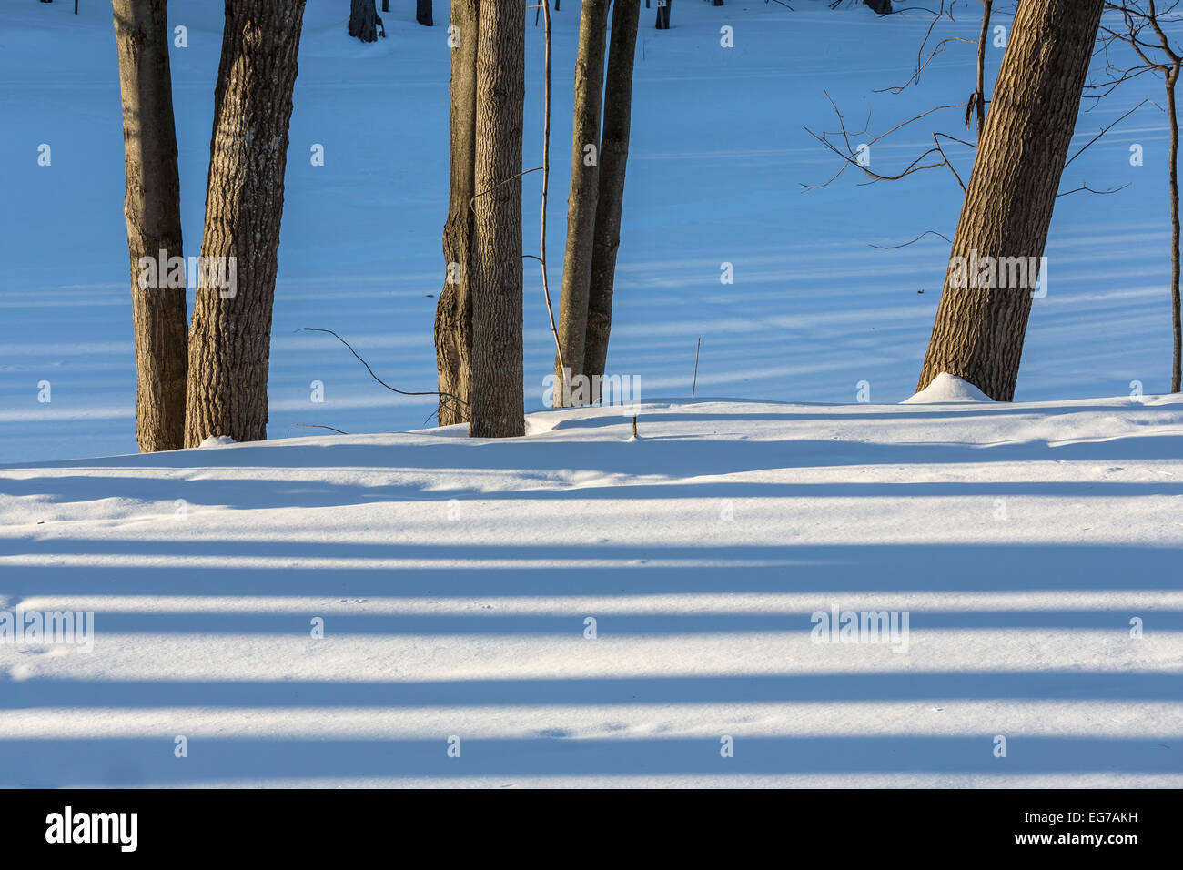 Tree shadows blue with the scattered light of a clear blue winter sky ...