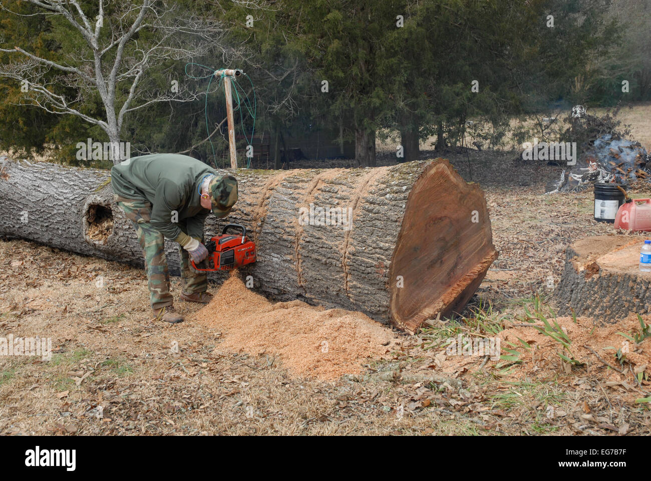 Men cutting a oak log up for firewood, using a chainsaw Stock Photo - Alamy