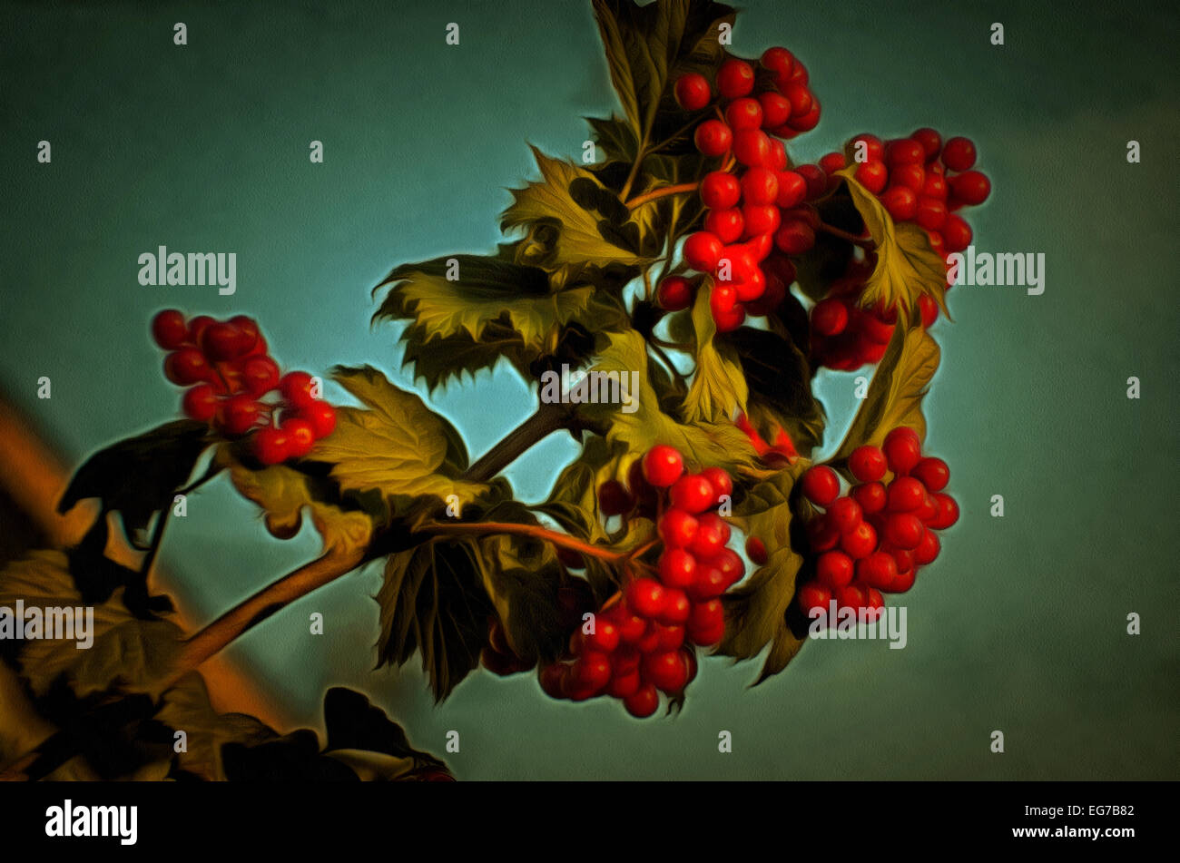 Graphics Viburnum High Resolution Stock Photography and Images - Alamy