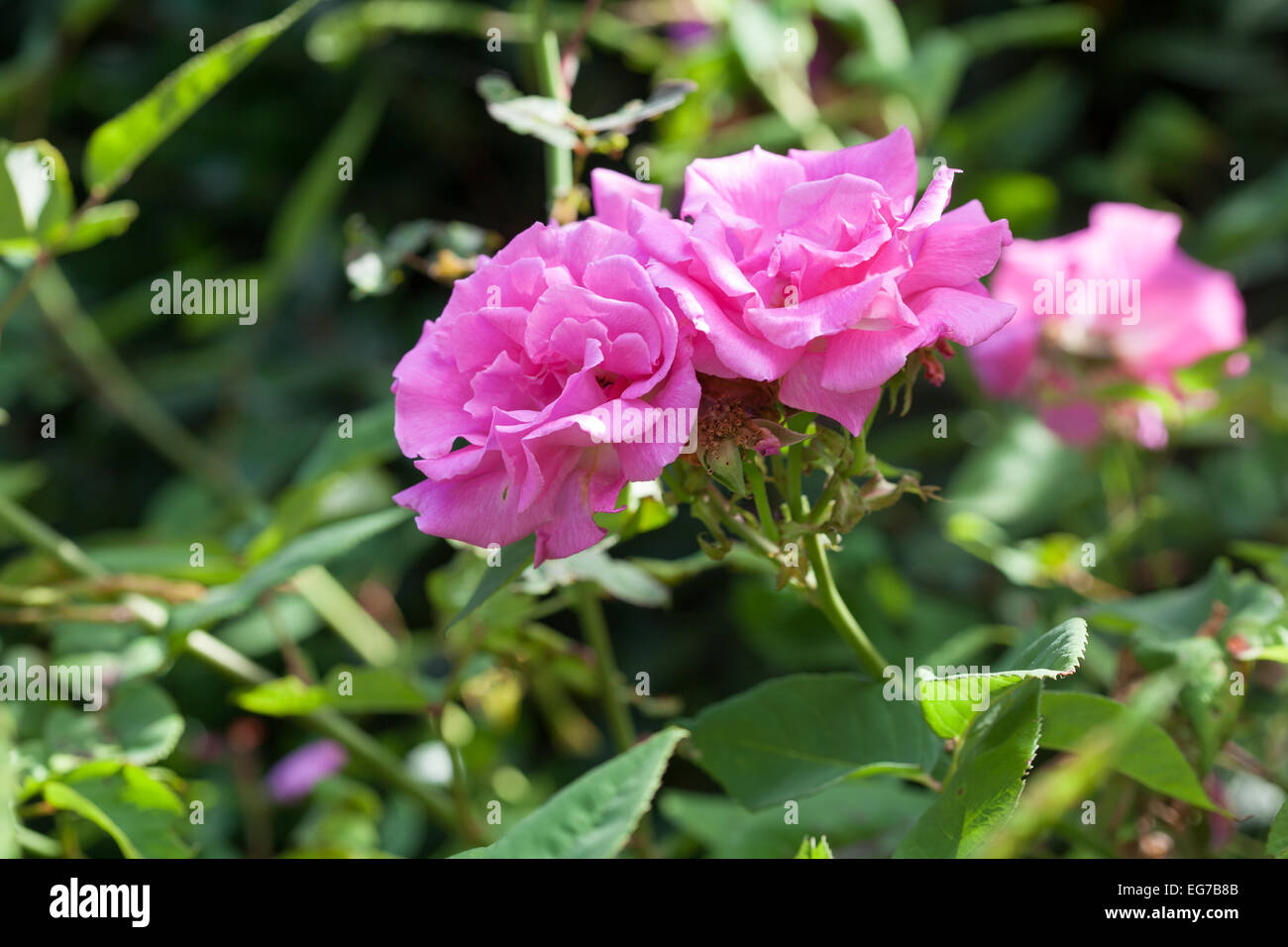 Two pink roses hi-res stock photography and images - Alamy