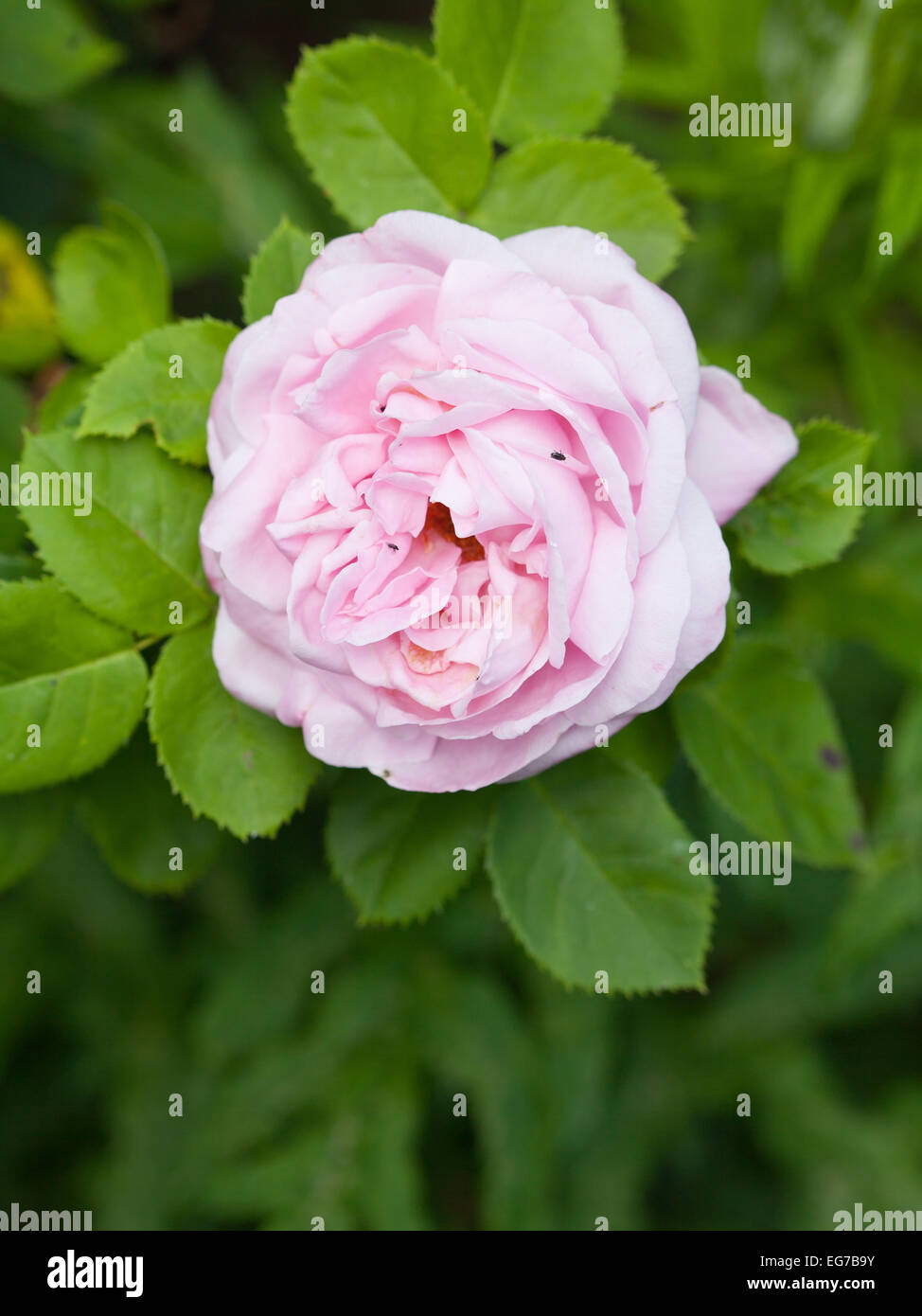 single pale pink rose in an English summer garden Stock Photo - Alamy