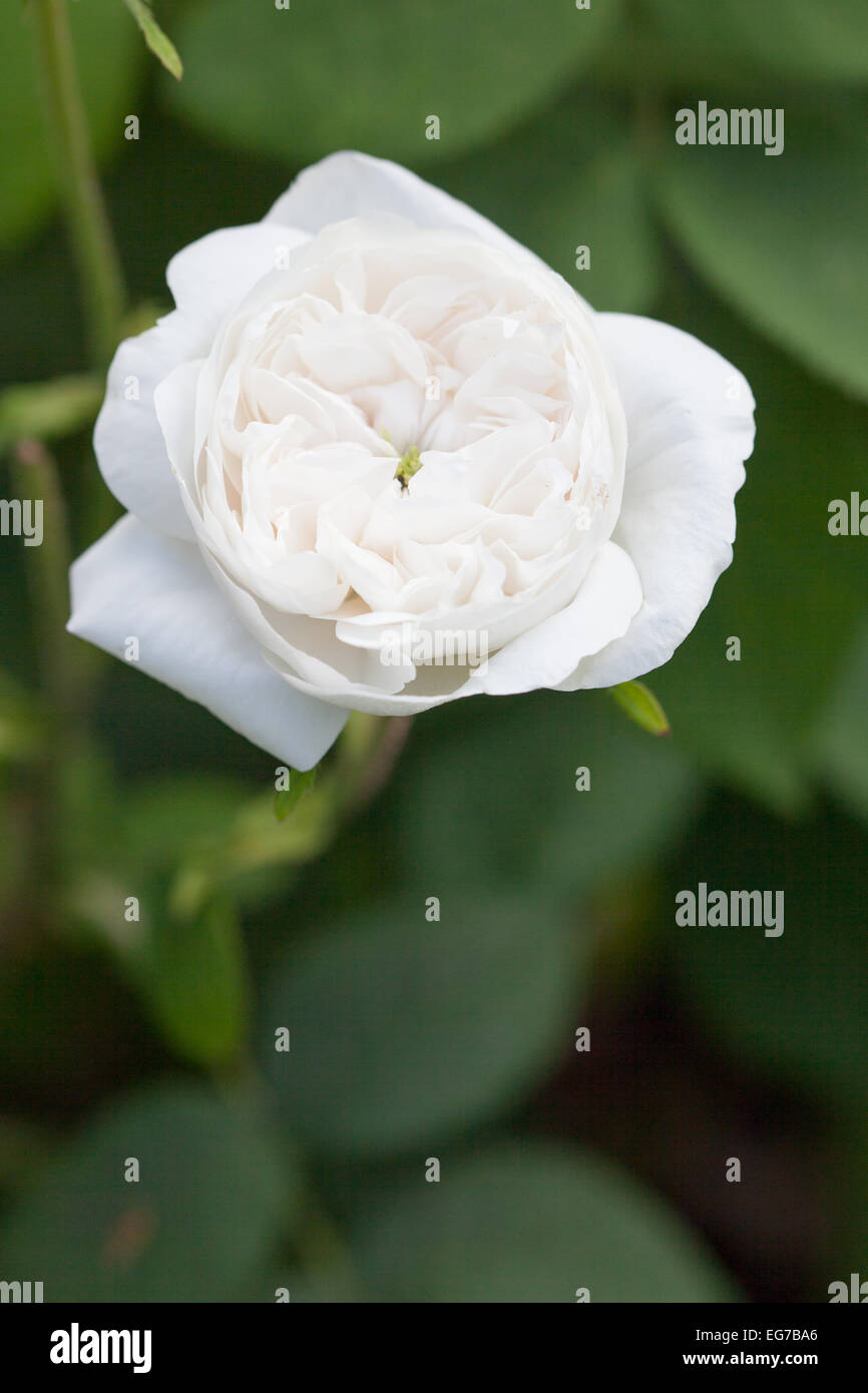 single white rose Stock Photo - Alamy