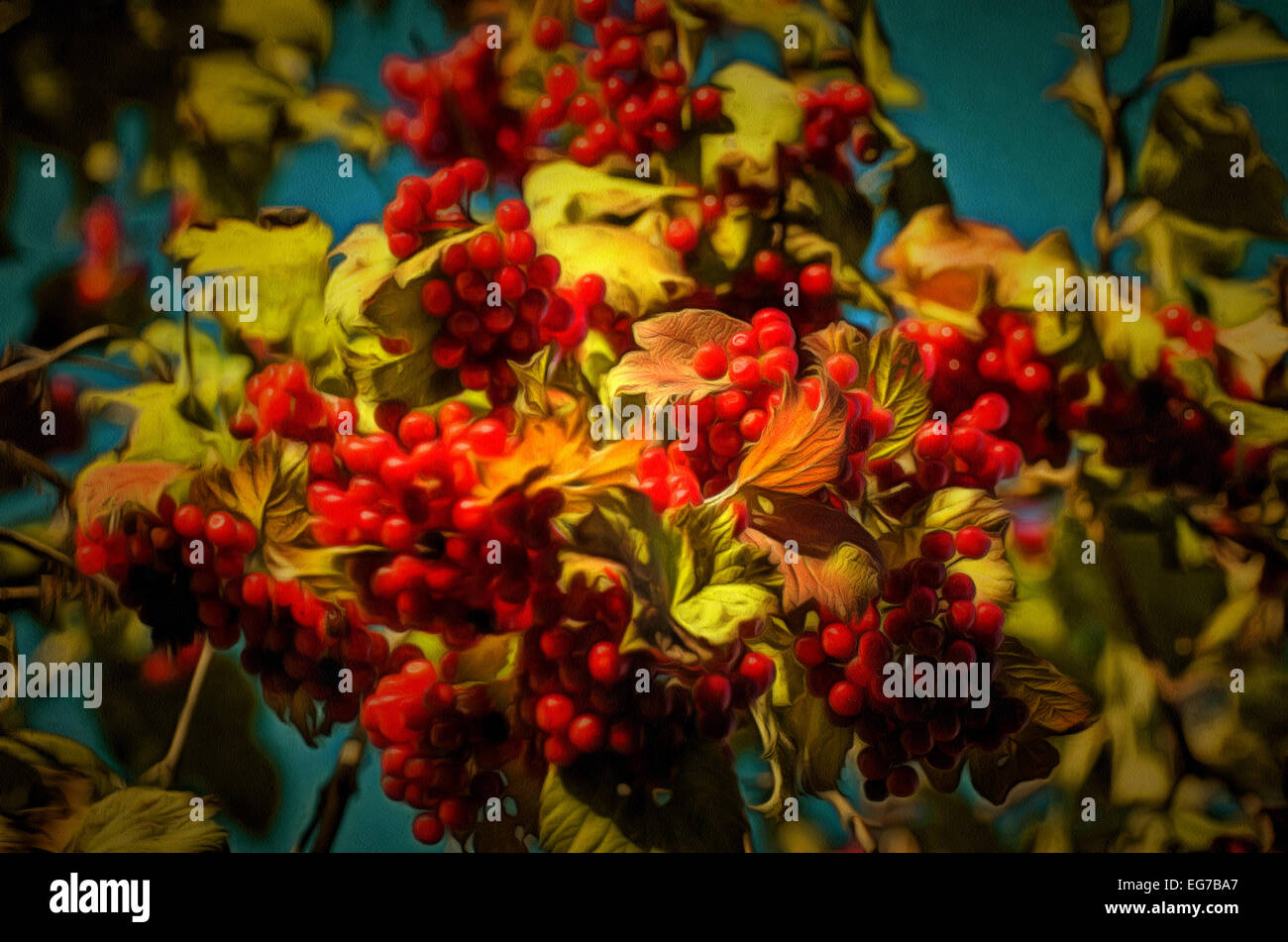 Graphic Viburnum Opulus High Resolution Stock Photography and Images ...