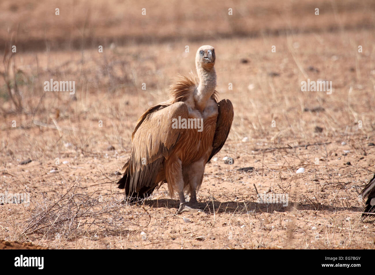European vultures hi-res stock photography and images - Alamy
