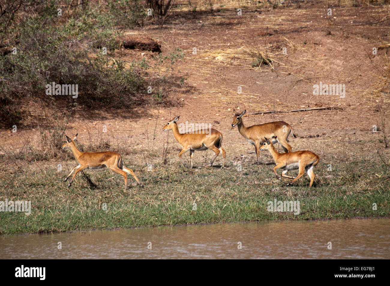 Western kob hi-res stock photography and images - Alamy