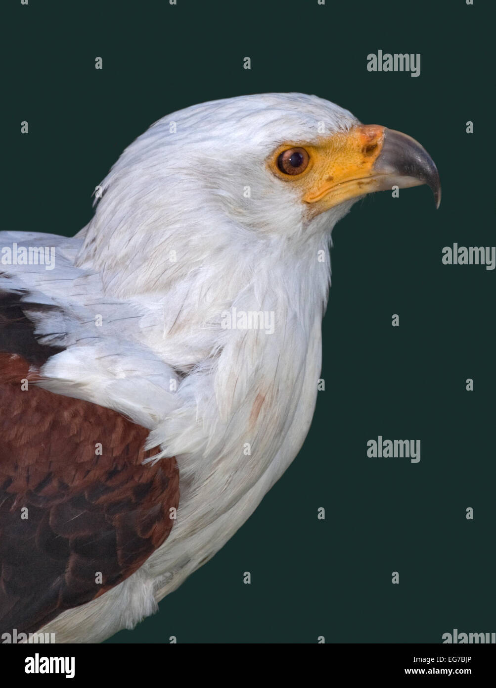 White headed fish eagle hi-res stock photography and images - Alamy