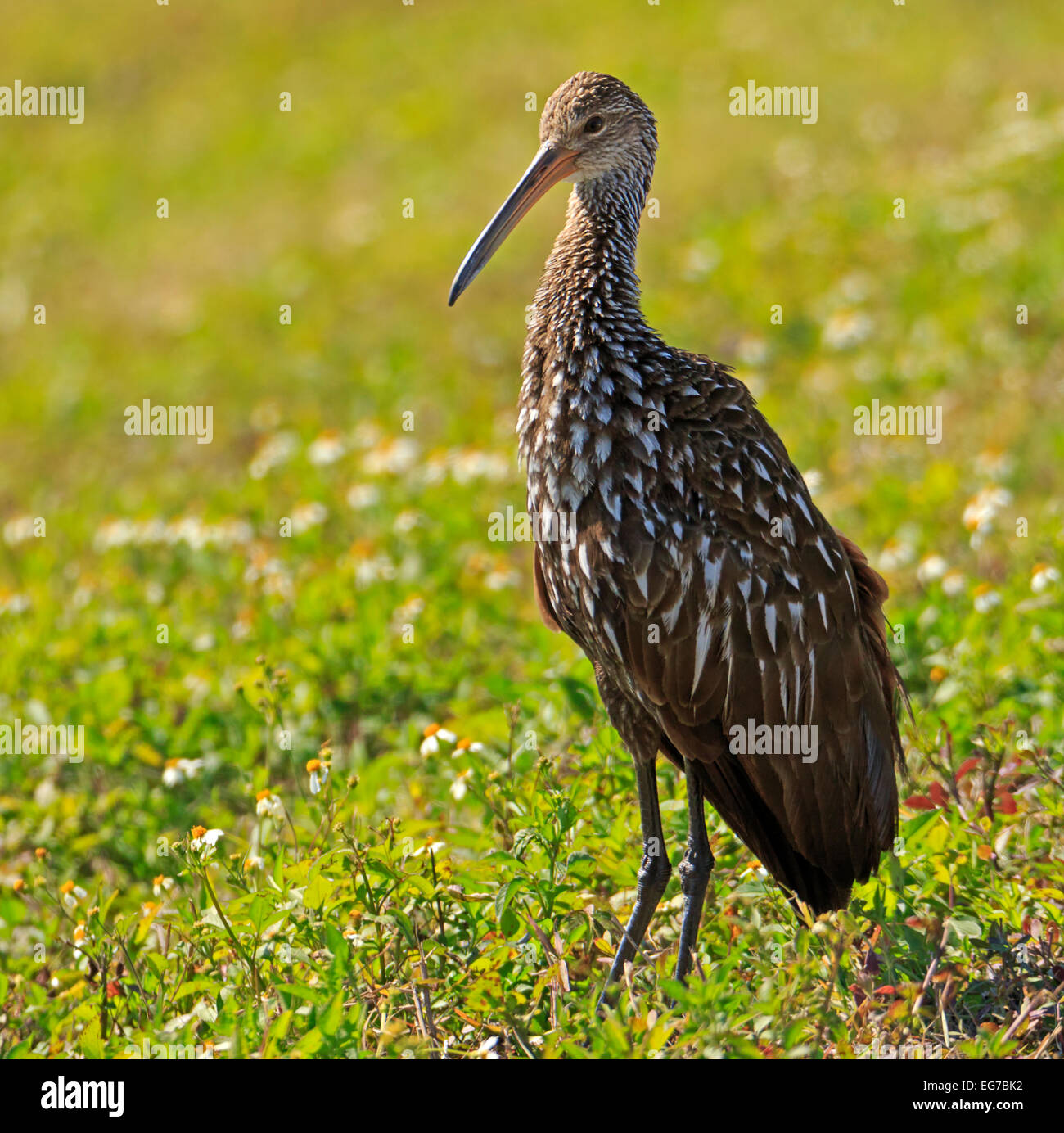 White bird with brown spots hi-res stock photography and images - Alamy