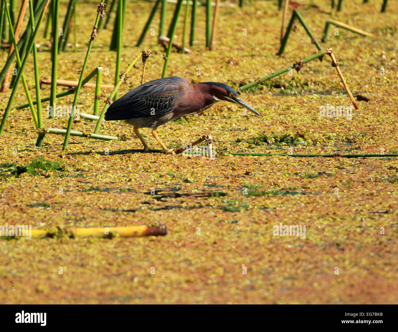 Species of small heron hi-res stock photography and images - Alamy