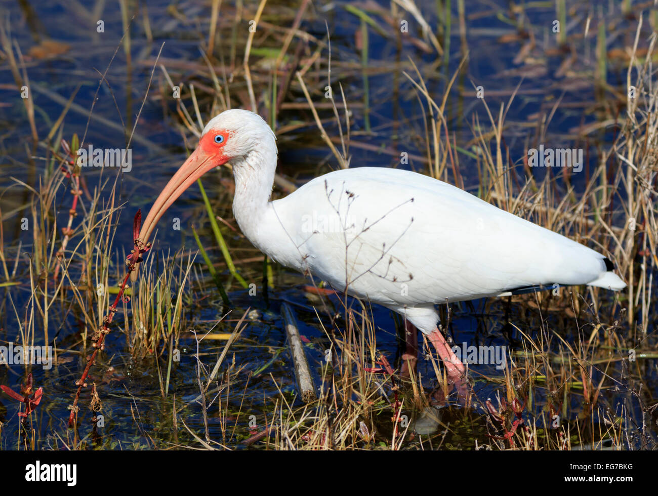 American white ibis hi-res stock photography and images - Alamy