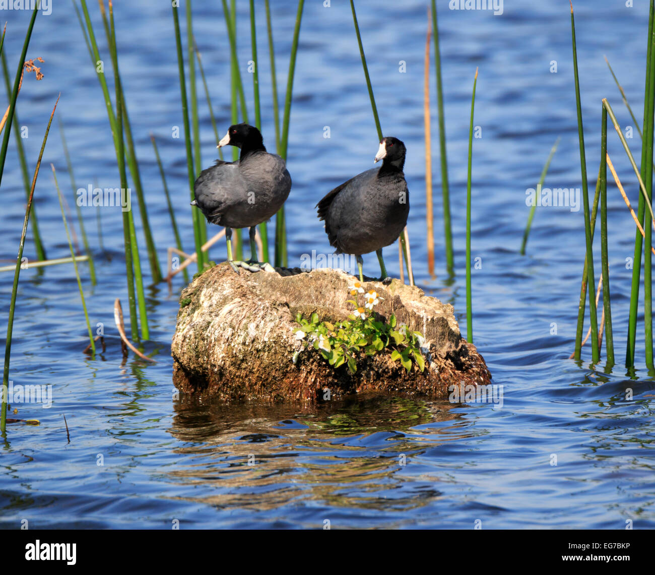 American coot standing hi-res stock photography and images - Alamy