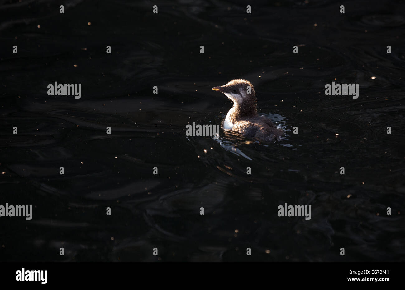 Guillemot jumpling (chick) photographed on the Farne Islands ...