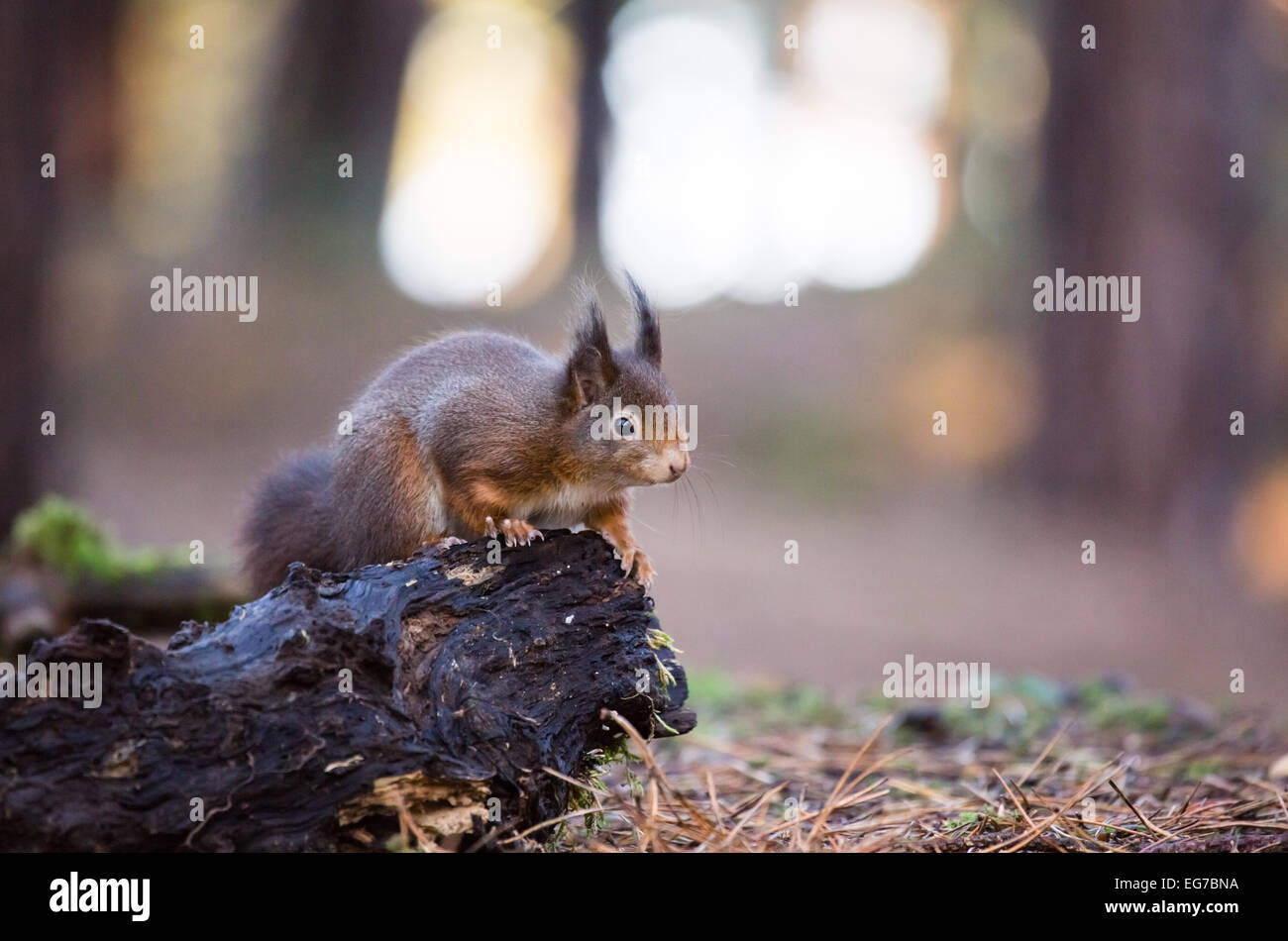 Red squirrel. Formby Nature Trust reserve Stock Photo - Alamy