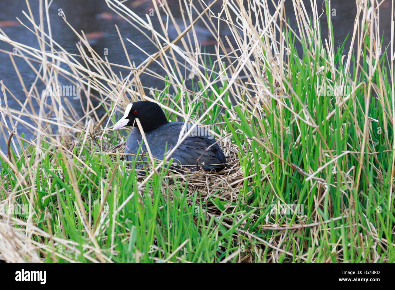 Fulica atra. The nest of the Common Coot in nature. Wildeshausen (Low ...