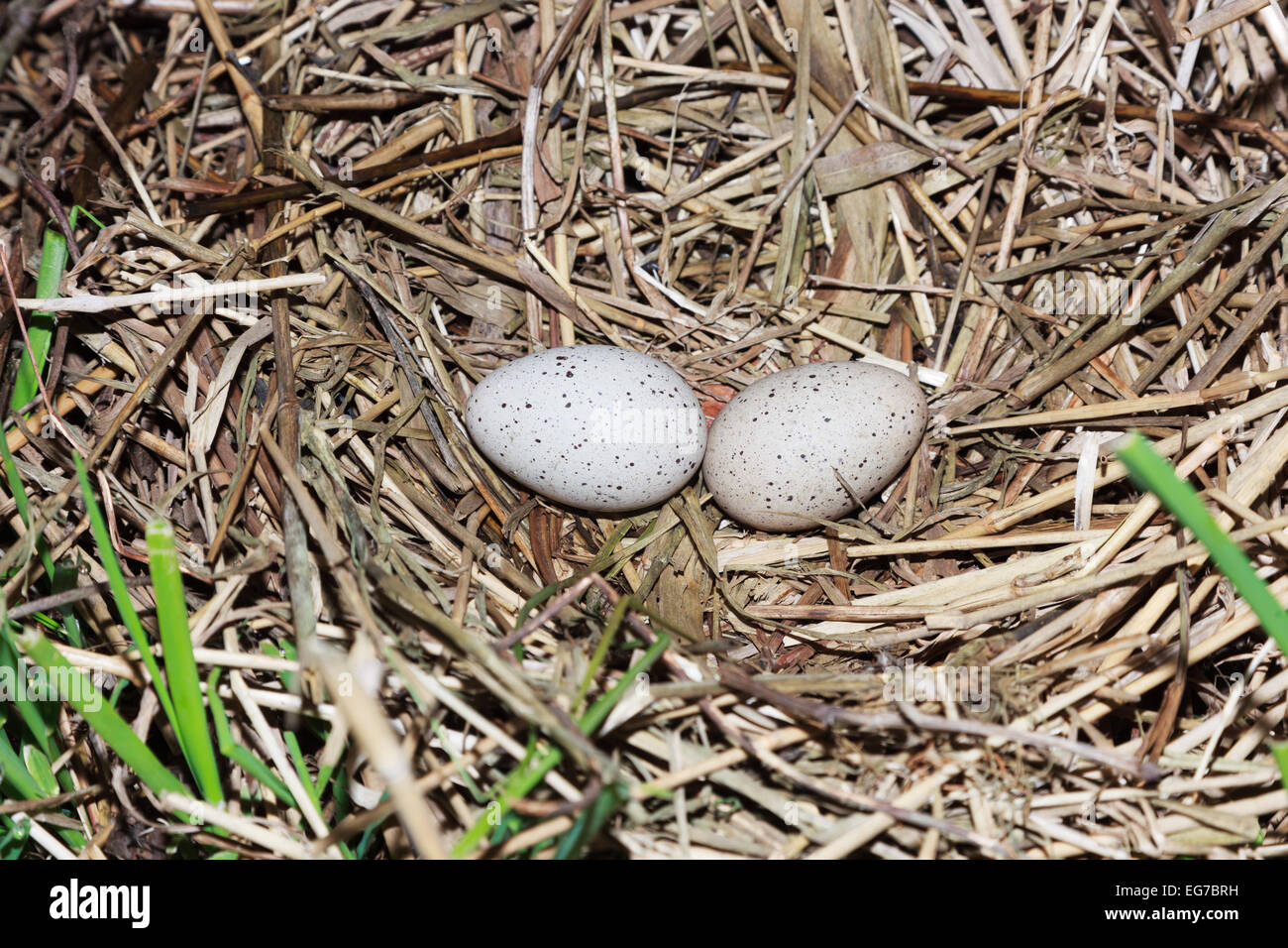 Fulica atra. The nest of the Common Coot in nature. Wildeshausen (Low ...