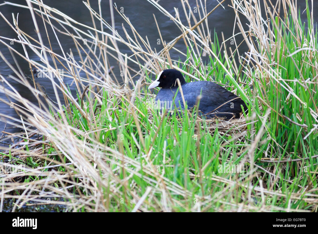 Common coot eggs in nest hi-res stock photography and images - Alamy