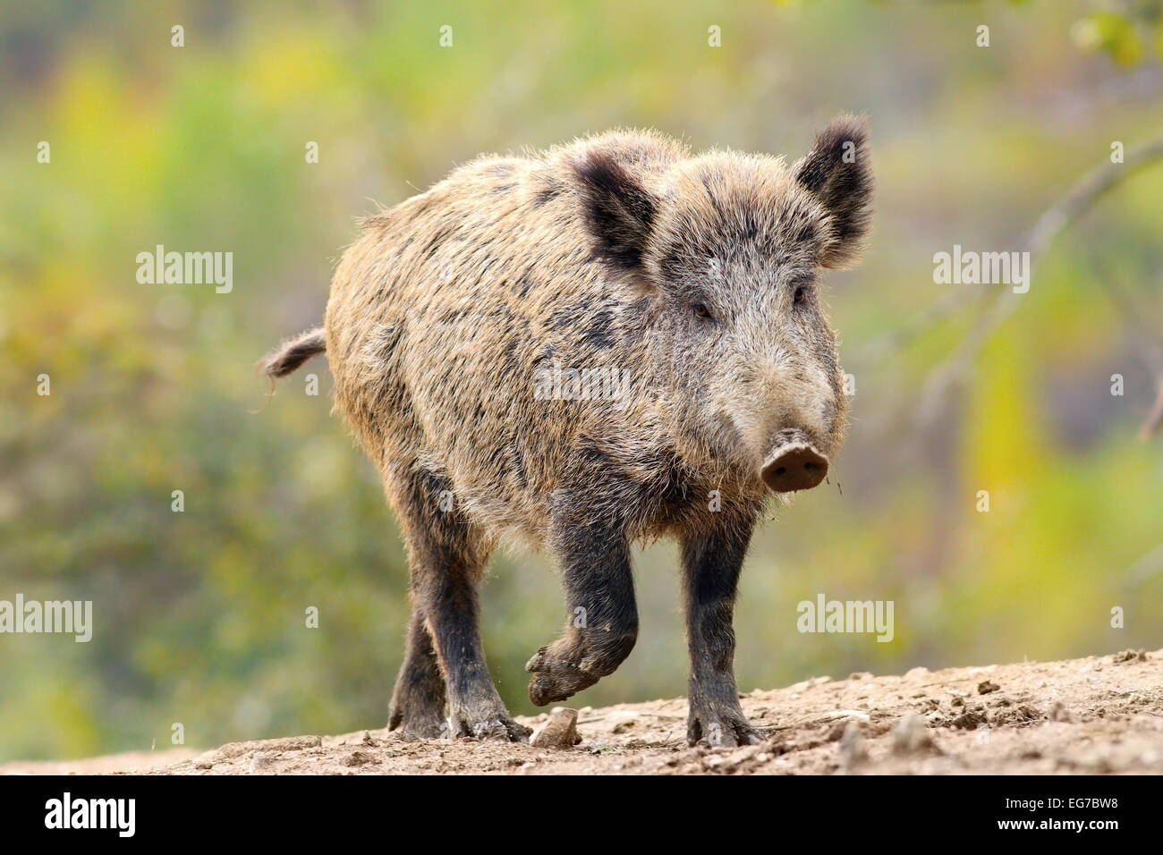 Wild boar habitat hi-res stock photography and images - Alamy