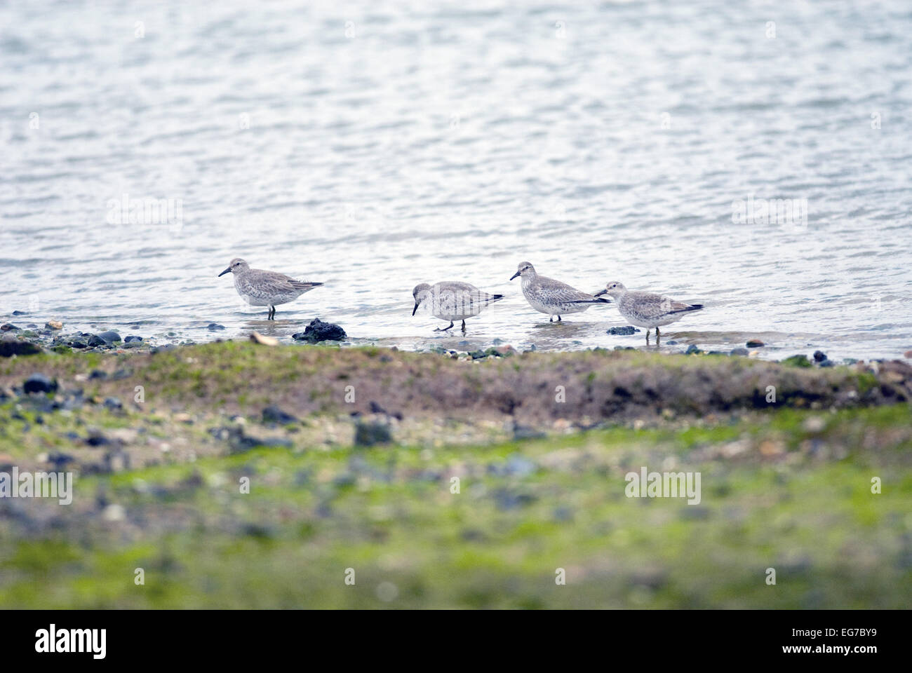 A group of Knot at high-tide Stock Photo - Alamy