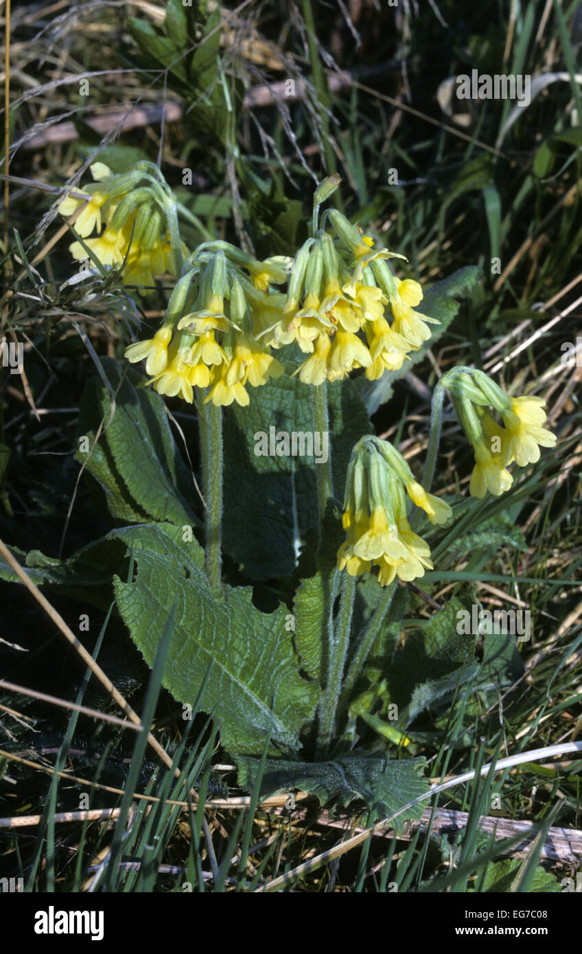 Green oxlip hi-res stock photography and images - Alamy